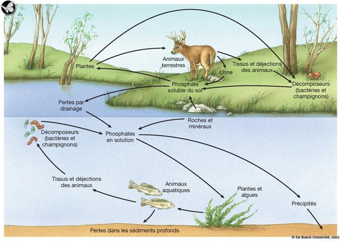 Le cycle du phosphore expliqué par Hervé Coves | Le 4ème singe