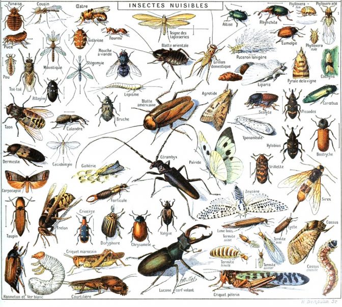 insectes nuisibles | Le 4ème singe